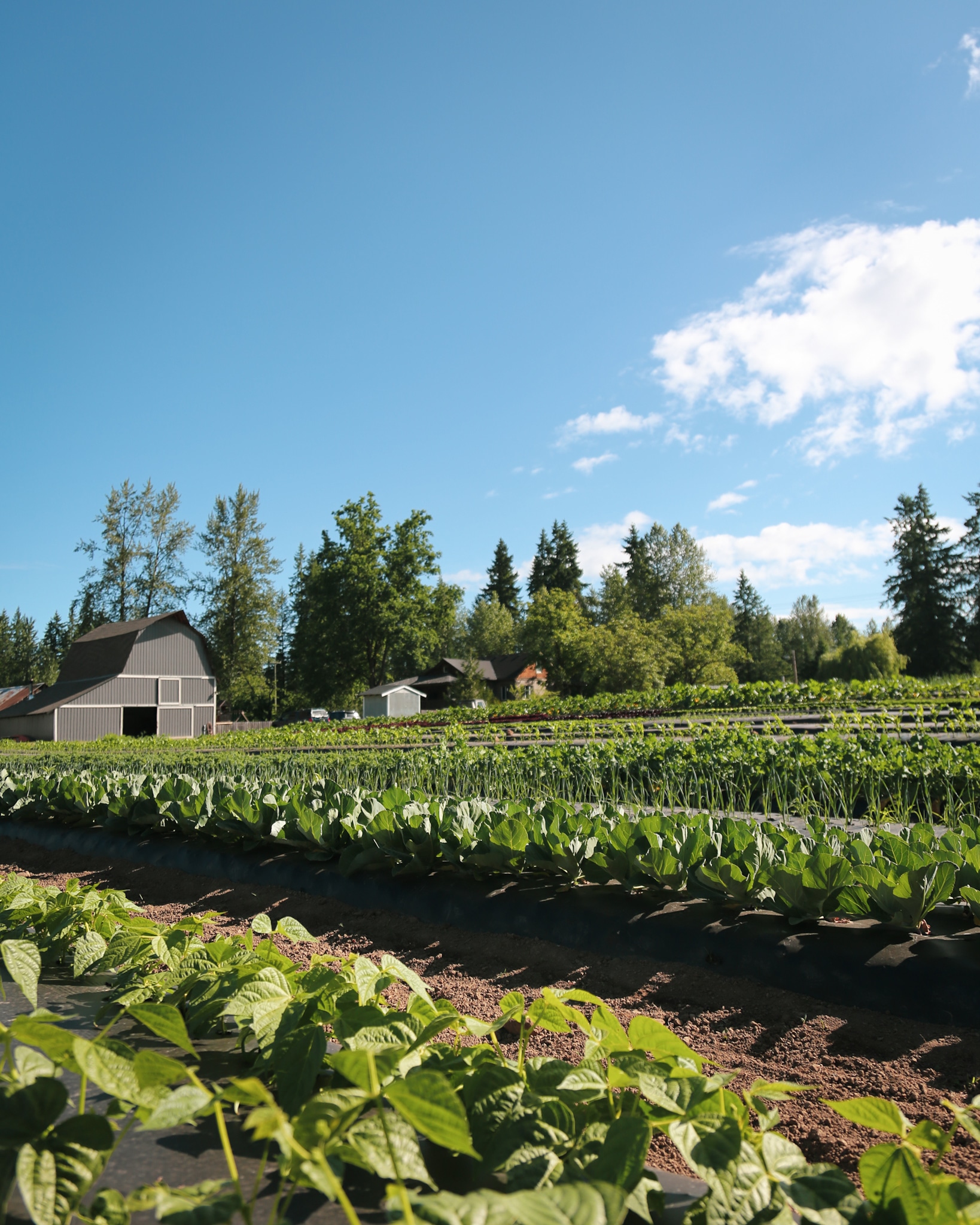 8083 North Island Highway - Island Farm Stands